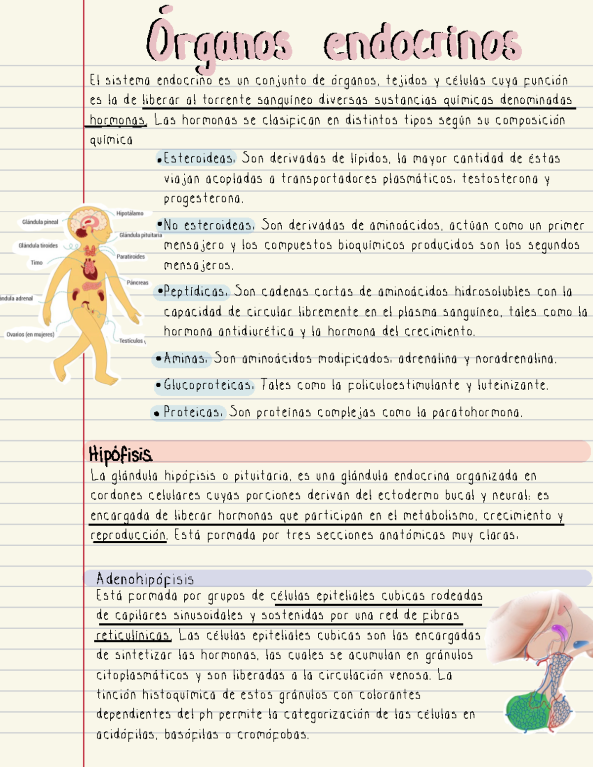 Resumen de Órganos Endocrinos - Histología: Texto y Atlas (Curso de ...