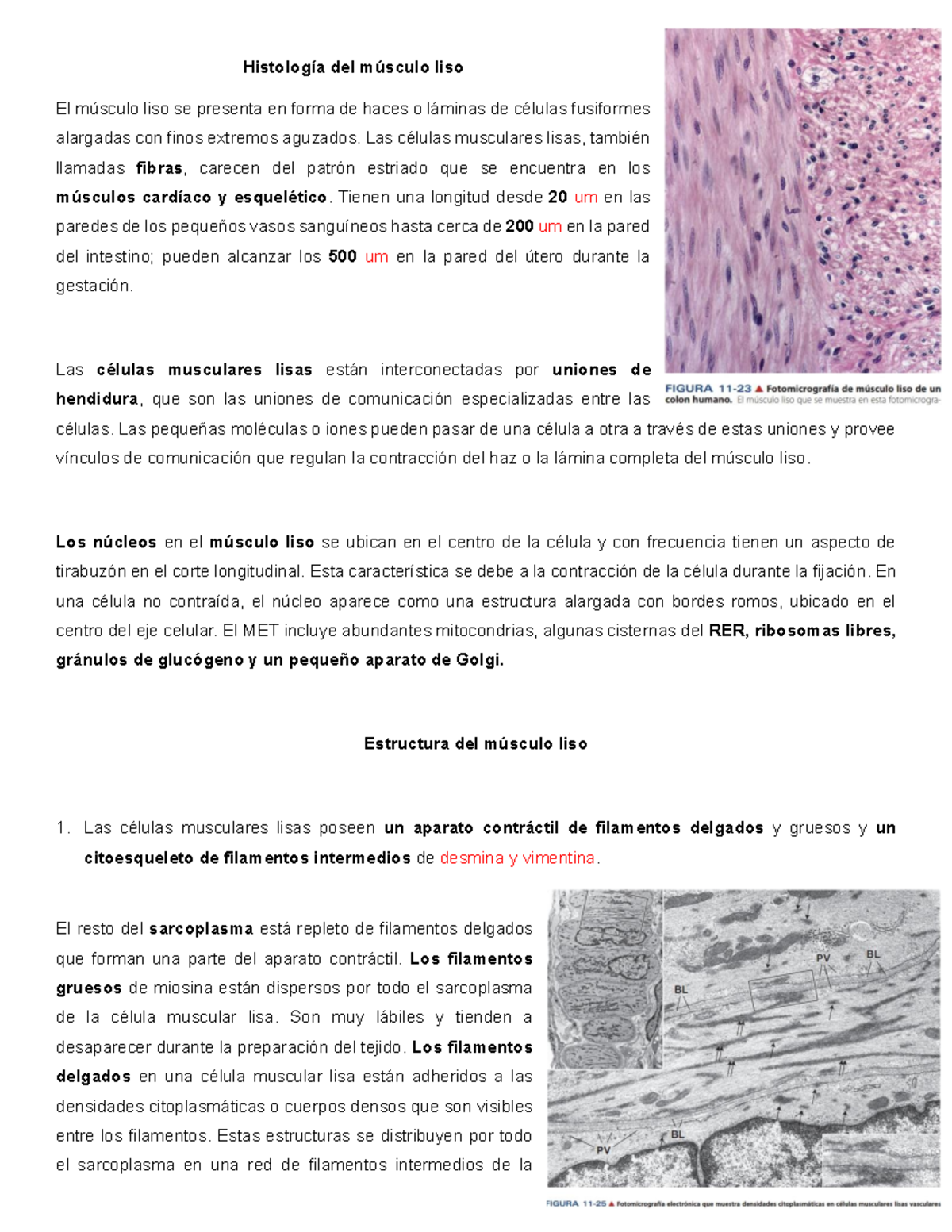 Histología del Músculo Liso: Estructura y Función 26 - Studocu