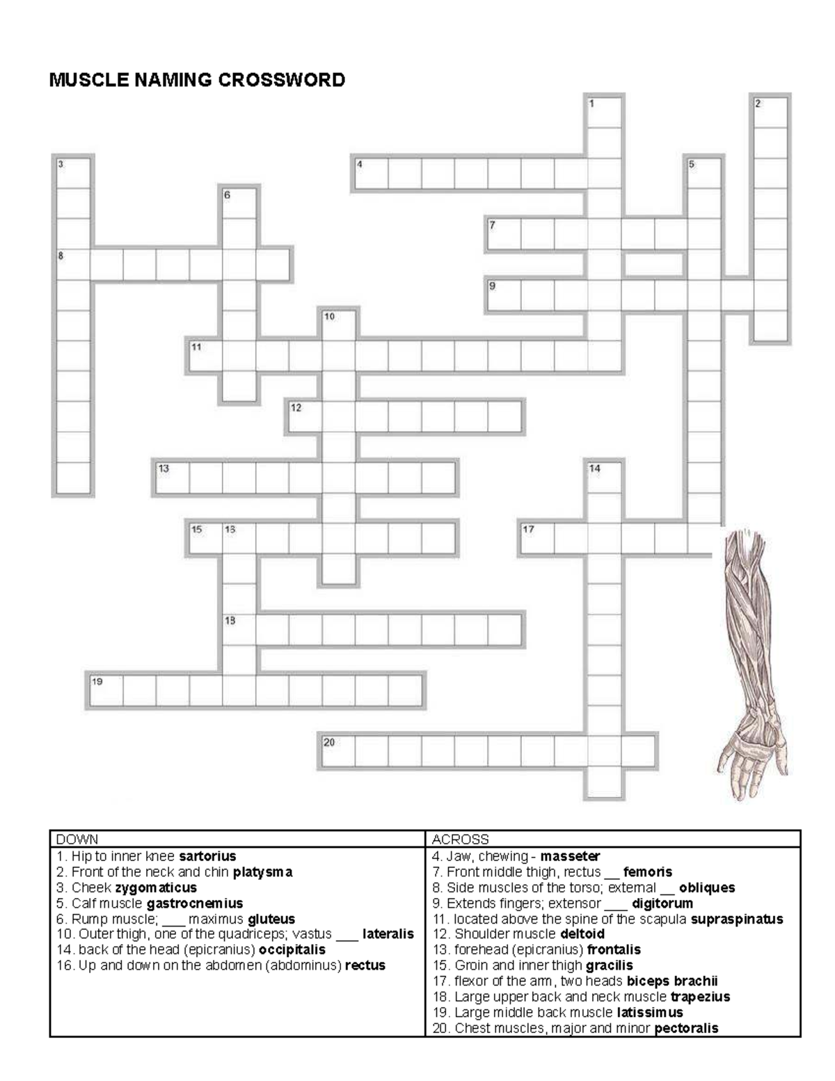 MUSCLE NAMING CROSSWORD PUZZLE: ANATOMY REVIEW GUIDE - Studocu