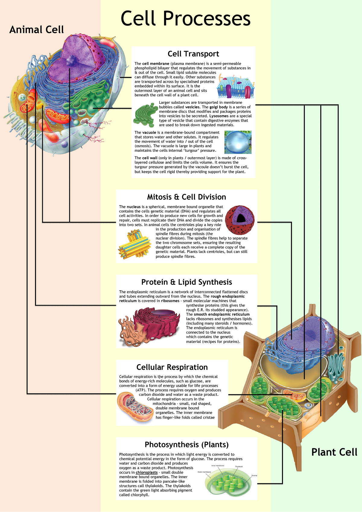 Biology for students - Animal Cell Ce The end and tub reticulu Photosy ...