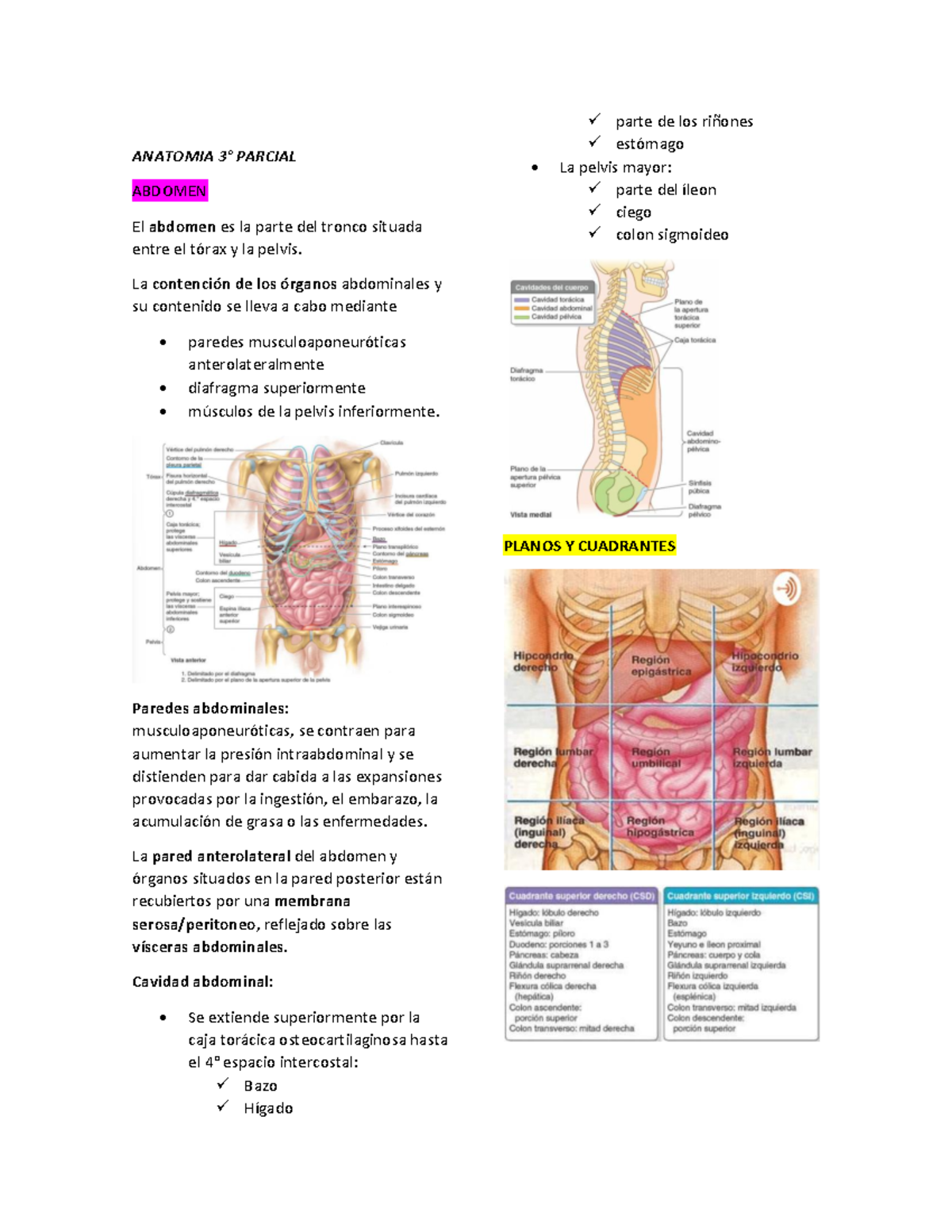 ANATOMÍA PARCIAL ABDOMEN - Curso ANAT 3 - Studocu