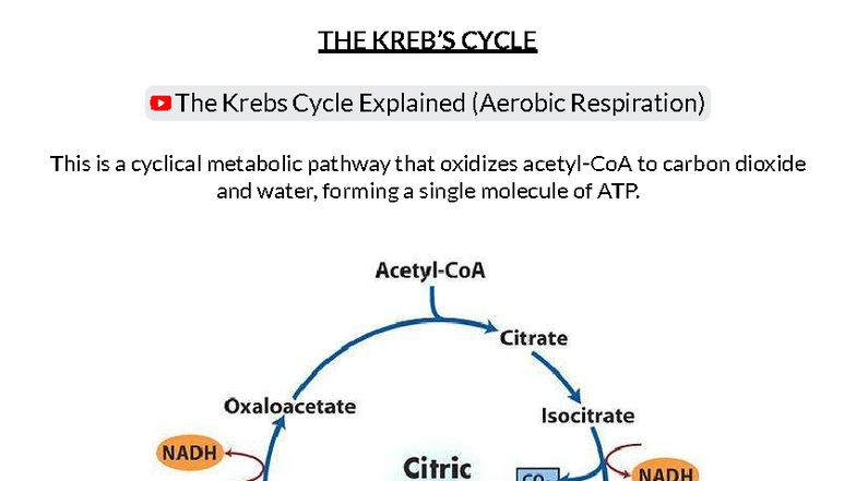 KRE 101: The Krebs Cycle Explained - Metabolic Pathway Overview - Studocu