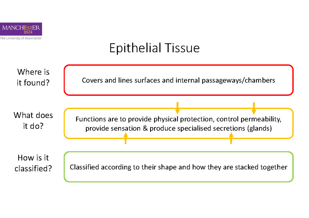 Epithelial Tissue Overview and Classification - BIO 101 - Studocu