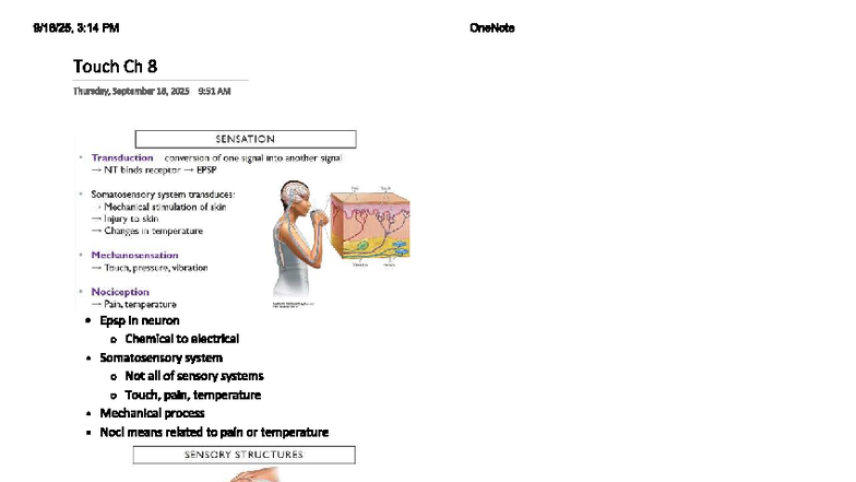 Beh Neur 8: Sensation & Transduction Overview Notes - Studocu