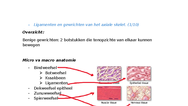 Ligamenten en Gewrichten van het Axiale Skelet: Overzicht en Functies ...