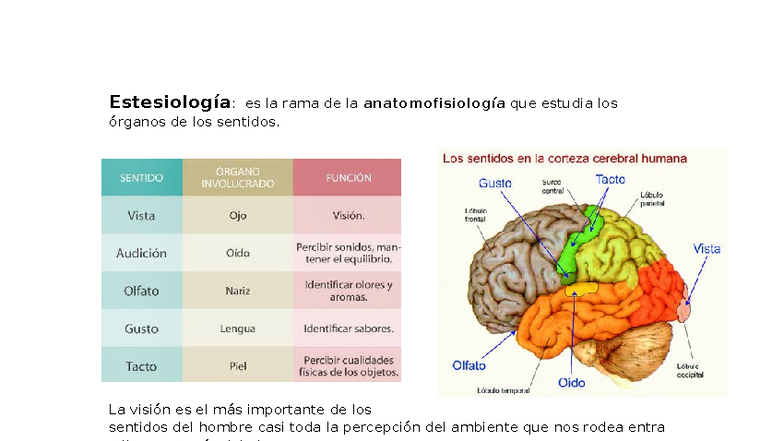 Resumen Unidad 2 - Clase 1: Anatomía de los Órganos de los Sentidos ...