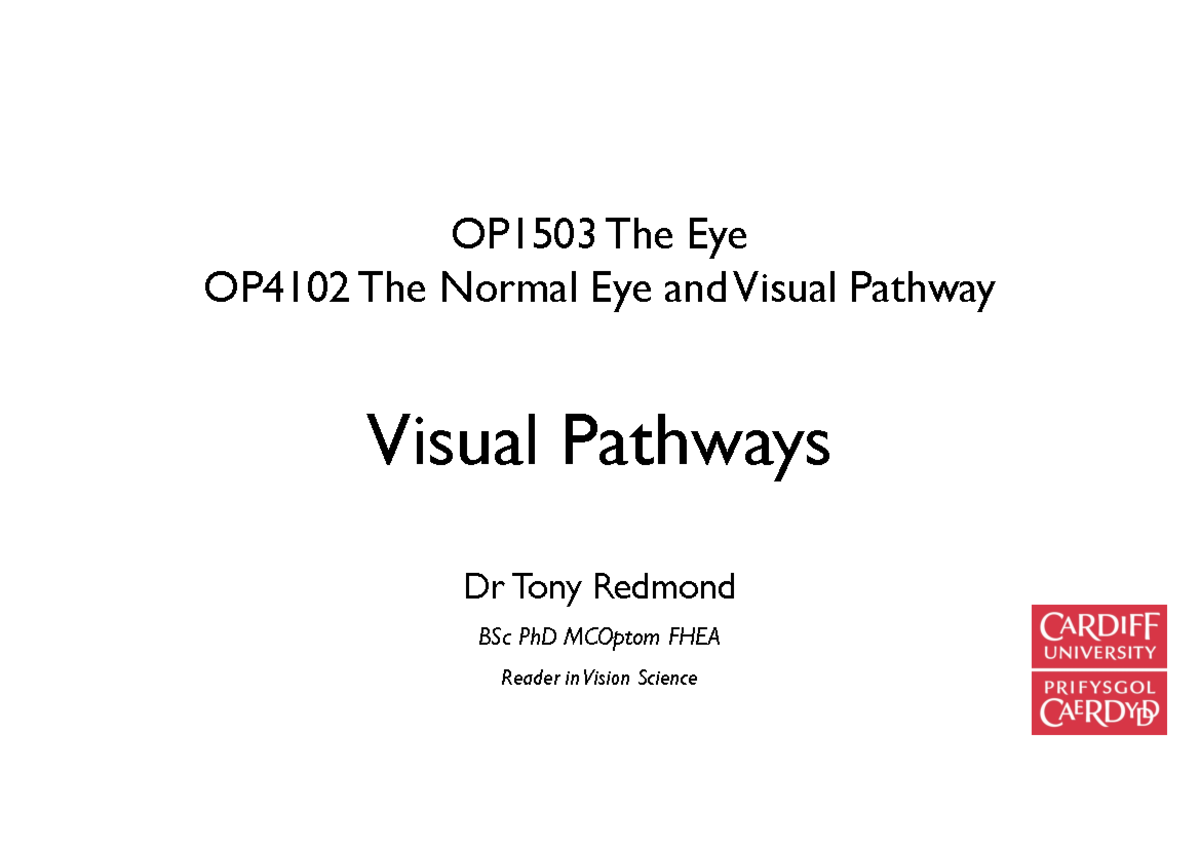 Receptive Fields & Visual Pathway: OP1503 Lecture Notes - Studocu