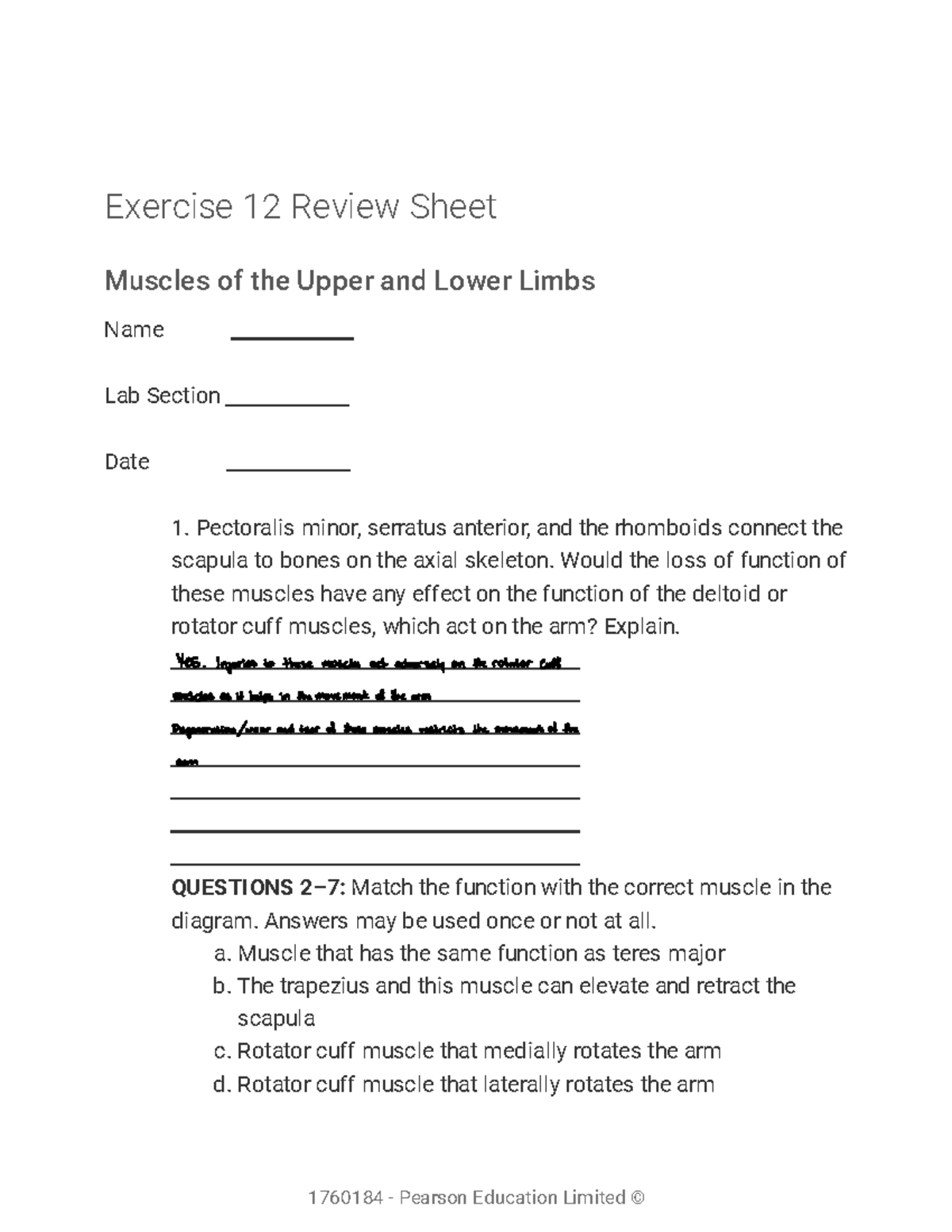 Lab 12 - Muscles of Upper & Lower Limbs Review Sheet - Studocu