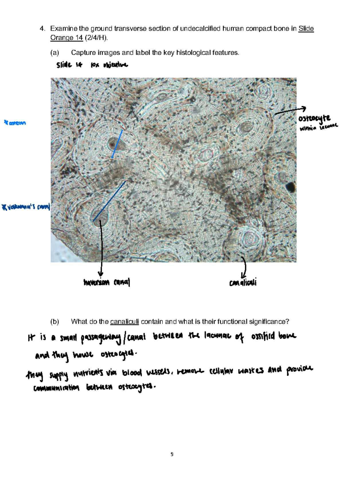 ANAT2008 Bone Cartilage Sk Mus Prac 2025 - 9 4. Examine the ground ...