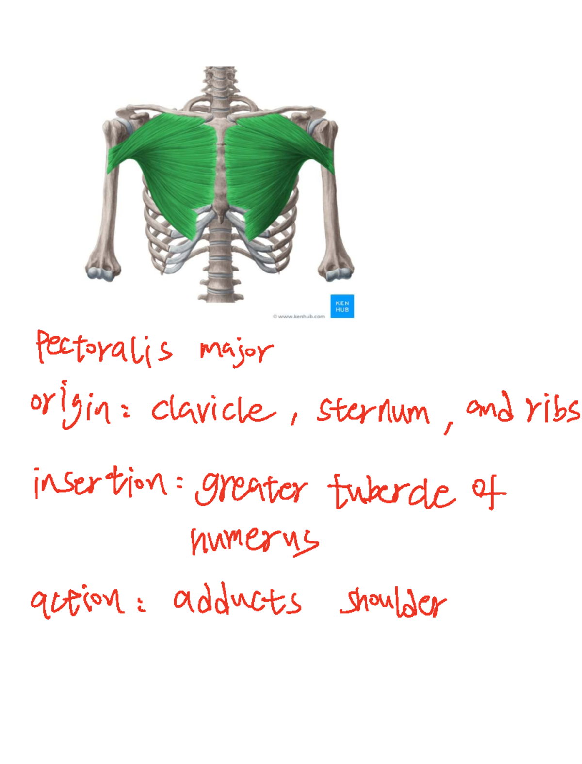 Anatomy Notes: Muscle Origins, Insertions, and Actions (KEN HUB) - Studocu