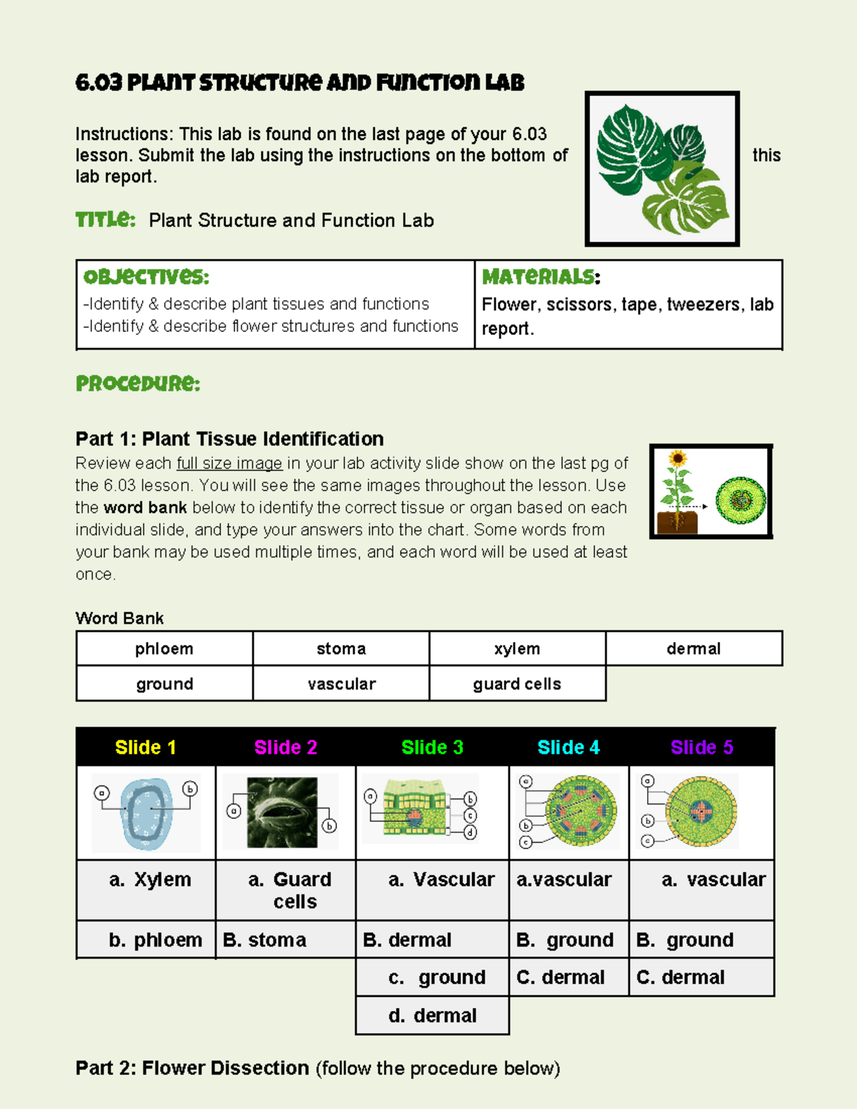 Copy of 6 03 lab report template-v23 - 6 Plant Structure and Function Lab Instructions: This lab ...