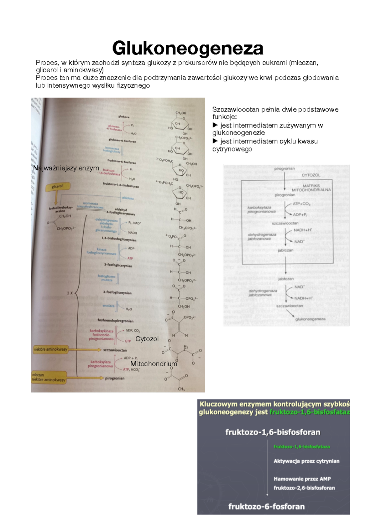 Biochemia ćw. 7 - Cykl Krebsa i Glukoneogeneza w Metabolizmie - Studocu
