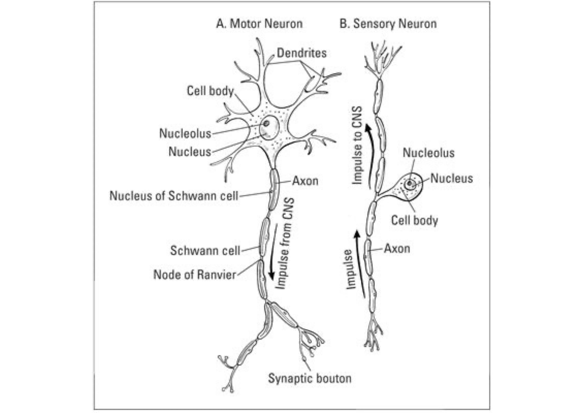 Learning with anatomy - A. Motor Neuron B. Sensory Neuron Dendrites ...