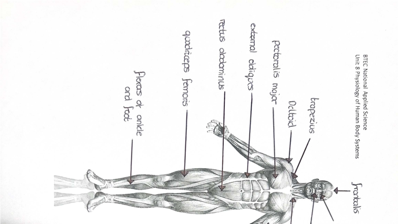 BTEC National Applied Science Unit 8: Human Body Systems Overview - Studocu