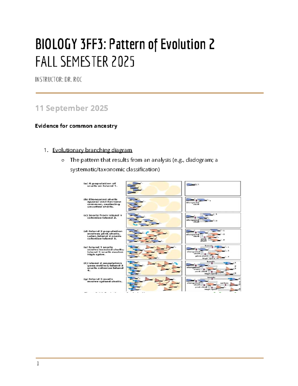 BIOLOGY 3FF3: Evolutionary Patterns & Common Ancestry Notes - Studocu
