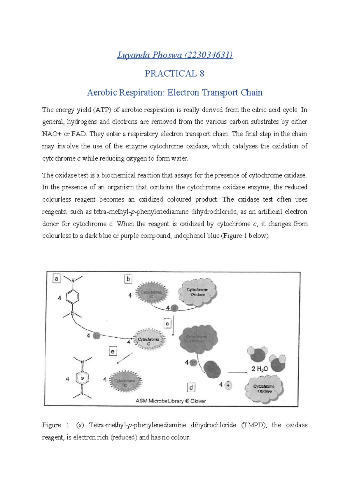Practical 8: Aerobic Respiration & Electron Transport Chain (223034631 ...