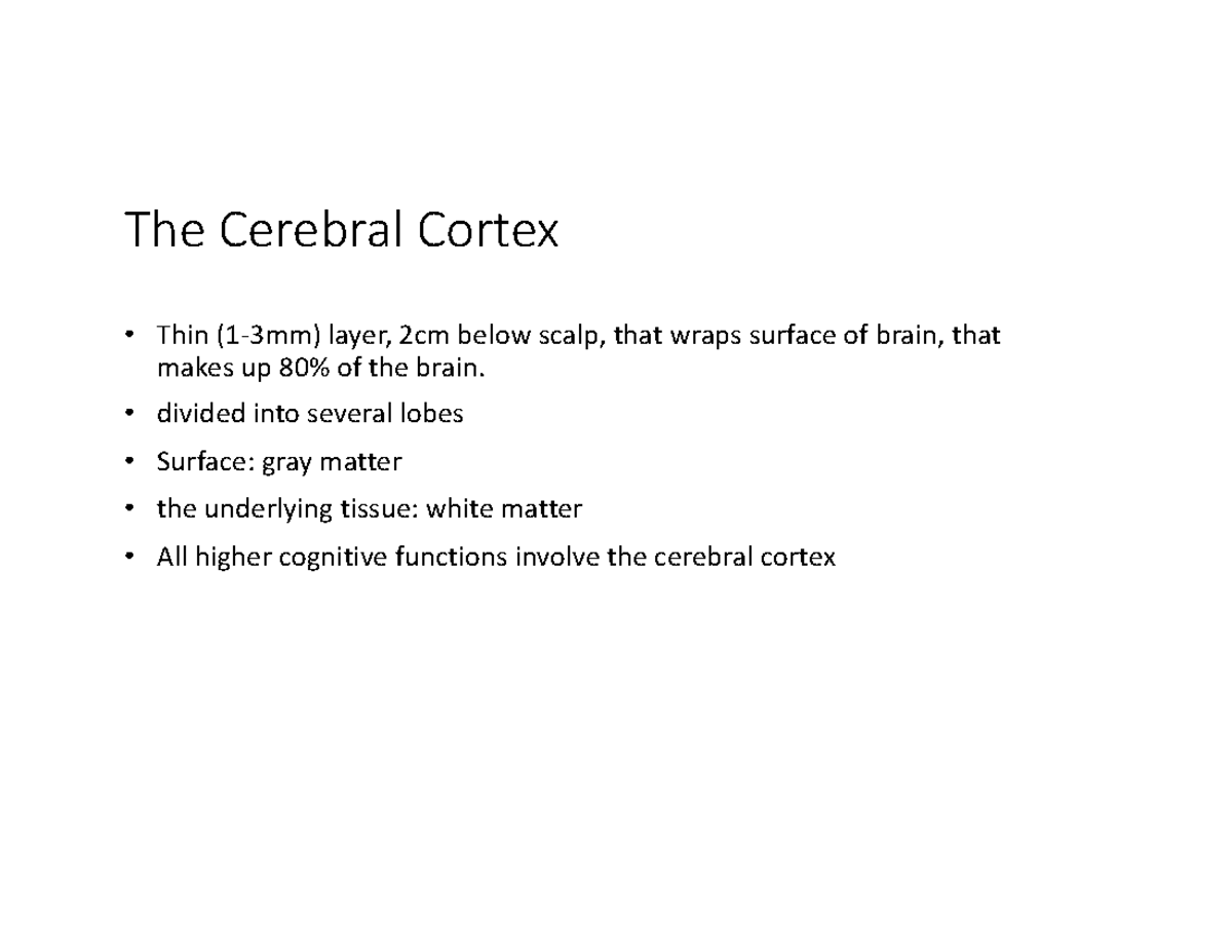 5Cerebral Cortex - The Cerebral Cortex • Thin (1-3mm) layer, 2cm below ...