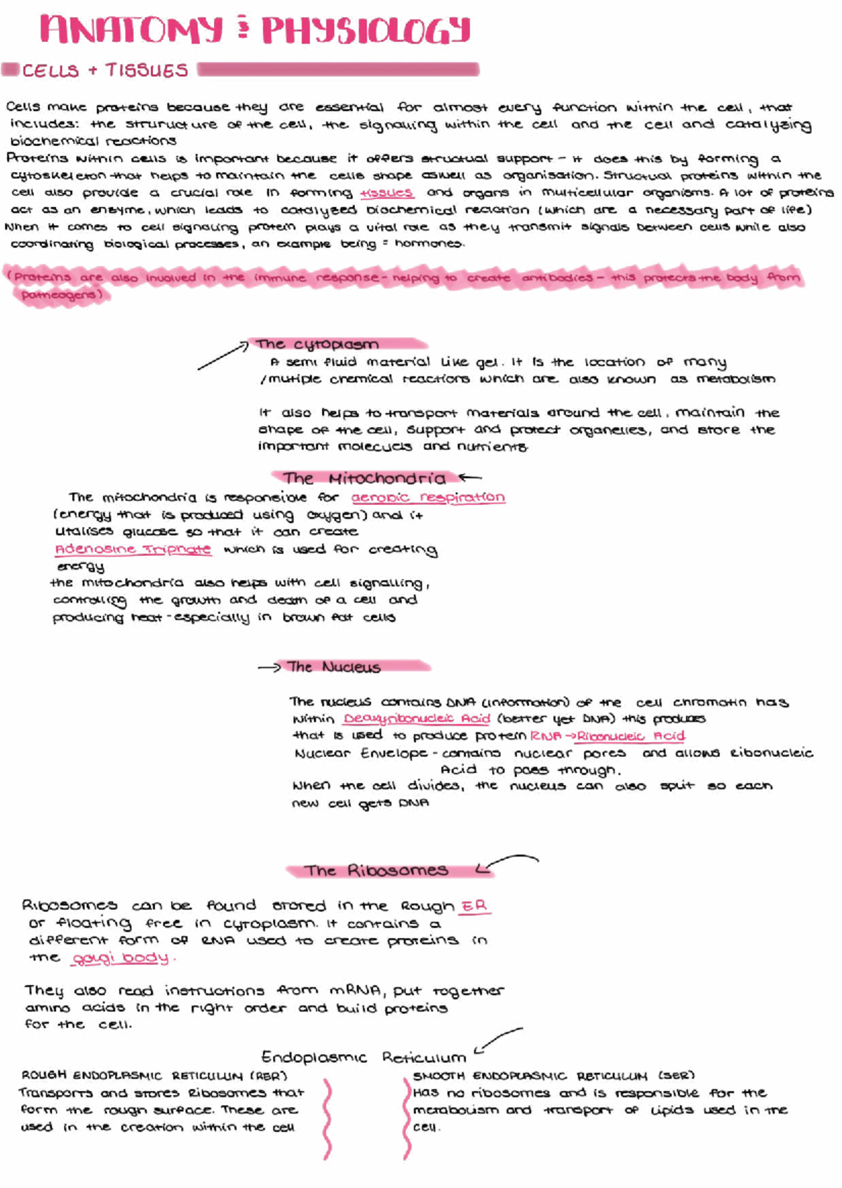 ANATOMY PHYSIOLOGY 101: Cells and Tissues Class Notes - Studocu