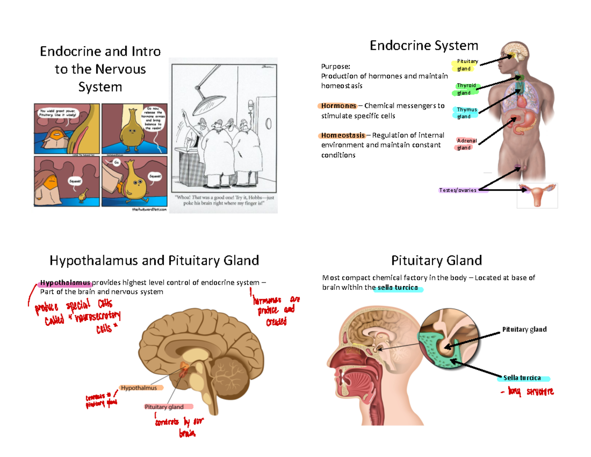 Endocrine and Nervous System Overview - Key Concepts and Functions ...