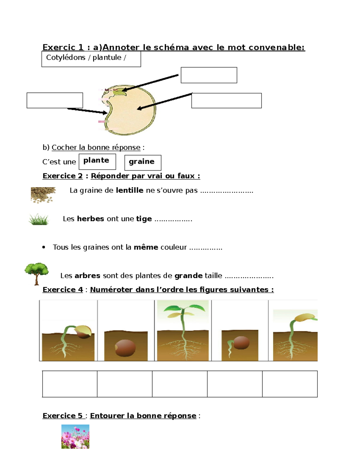 Examen EB1 - Exercices sur les Plantes et les Graines - Studocu