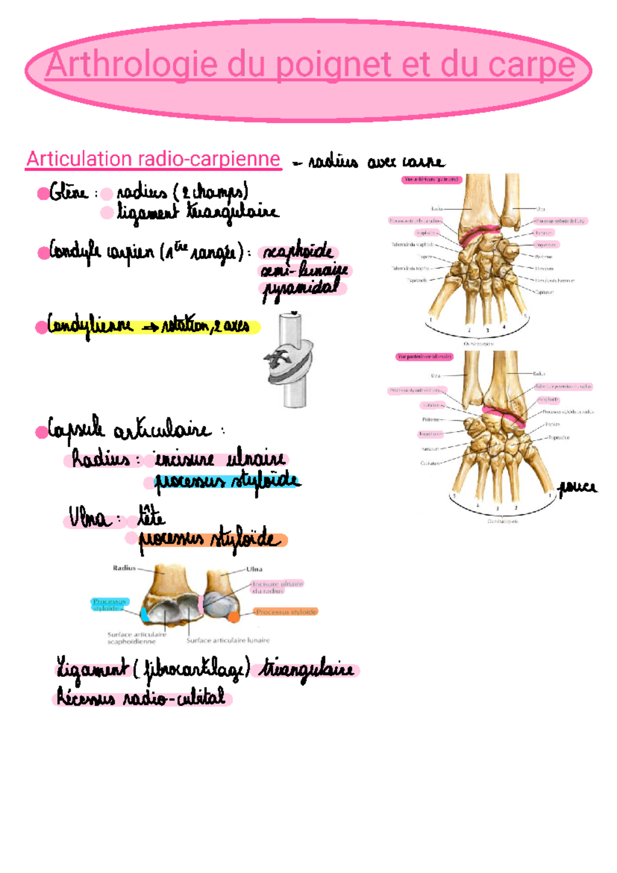 Étude sur l'Arthrologie du Poignet et du Carpe - Cours de Médecine ...
