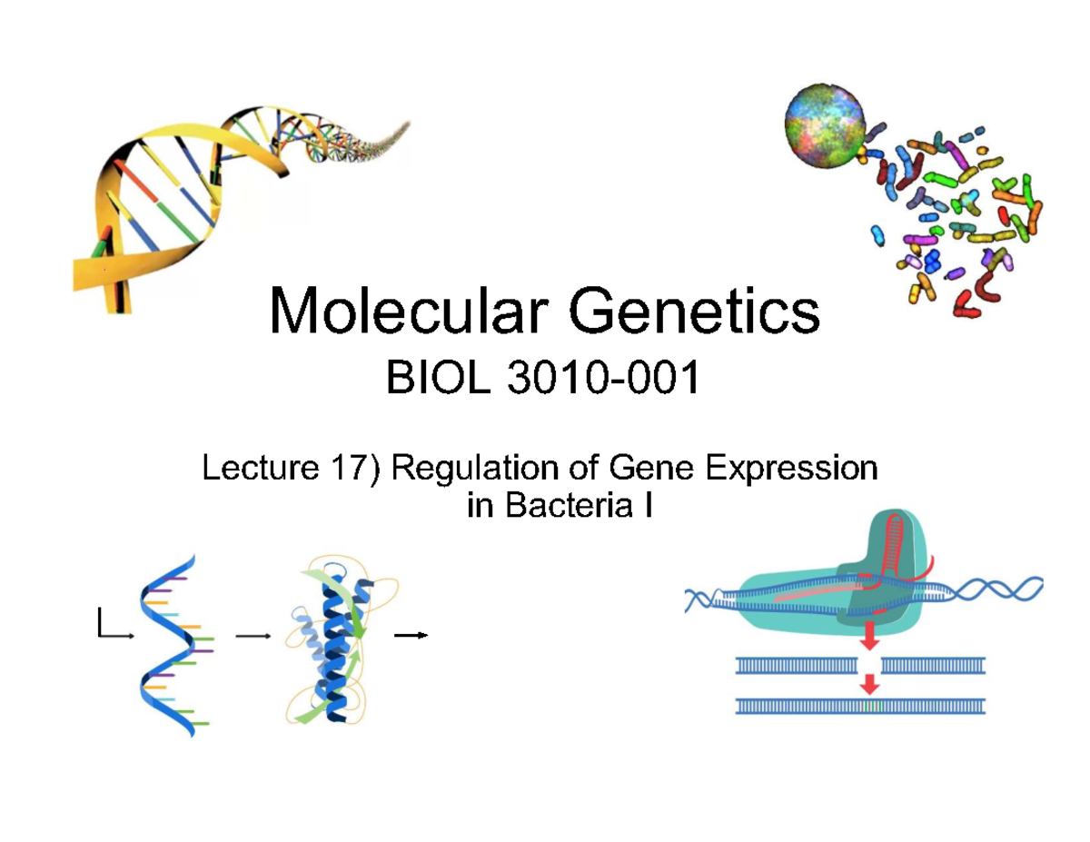 BIOL 3010-001 Lecture 17: Gene Expression Regulation in Bacteria - Studocu