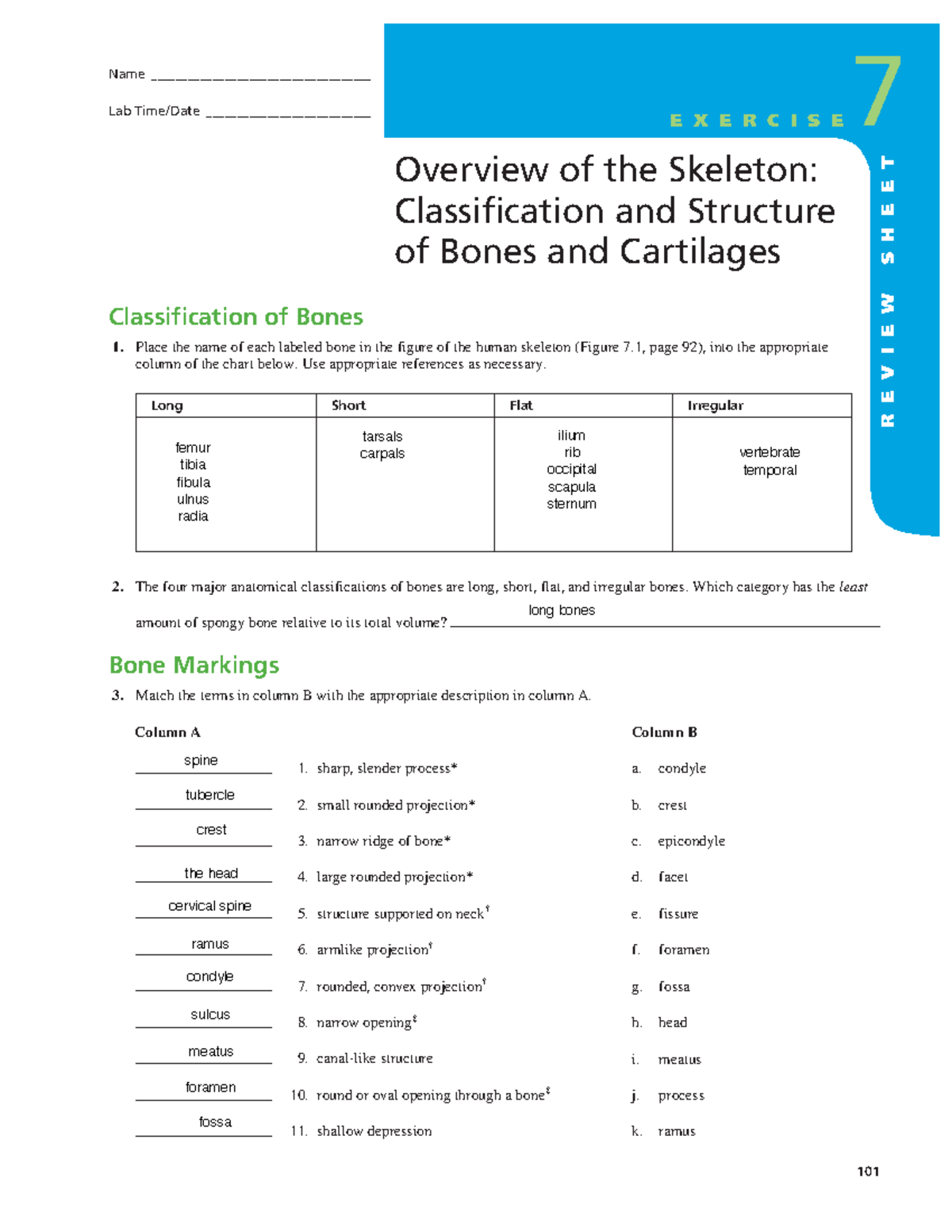 Lab 7- bones and cartilage - 101 R E V I E W S H E E T Overview of the Skeleton: Classification ...