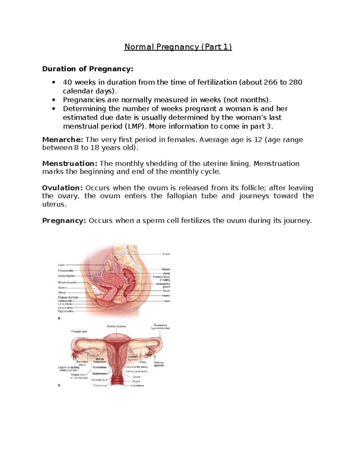 Normal Pregnancy Study Notes - Overview and Key Terms in 2023 - Studocu
