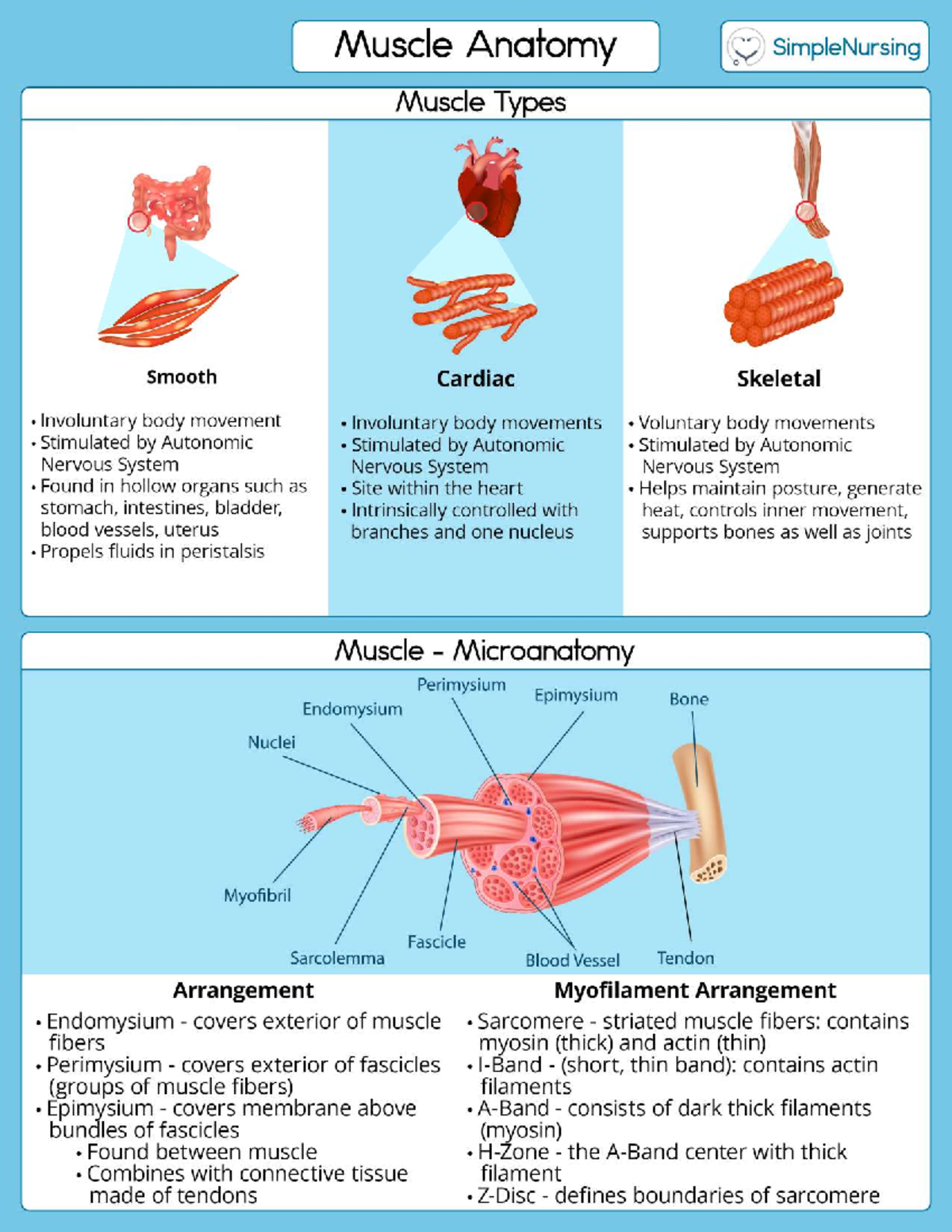 Chapter 5: Muscle Anatomy Overview - Types & Microanatomy - Studocu