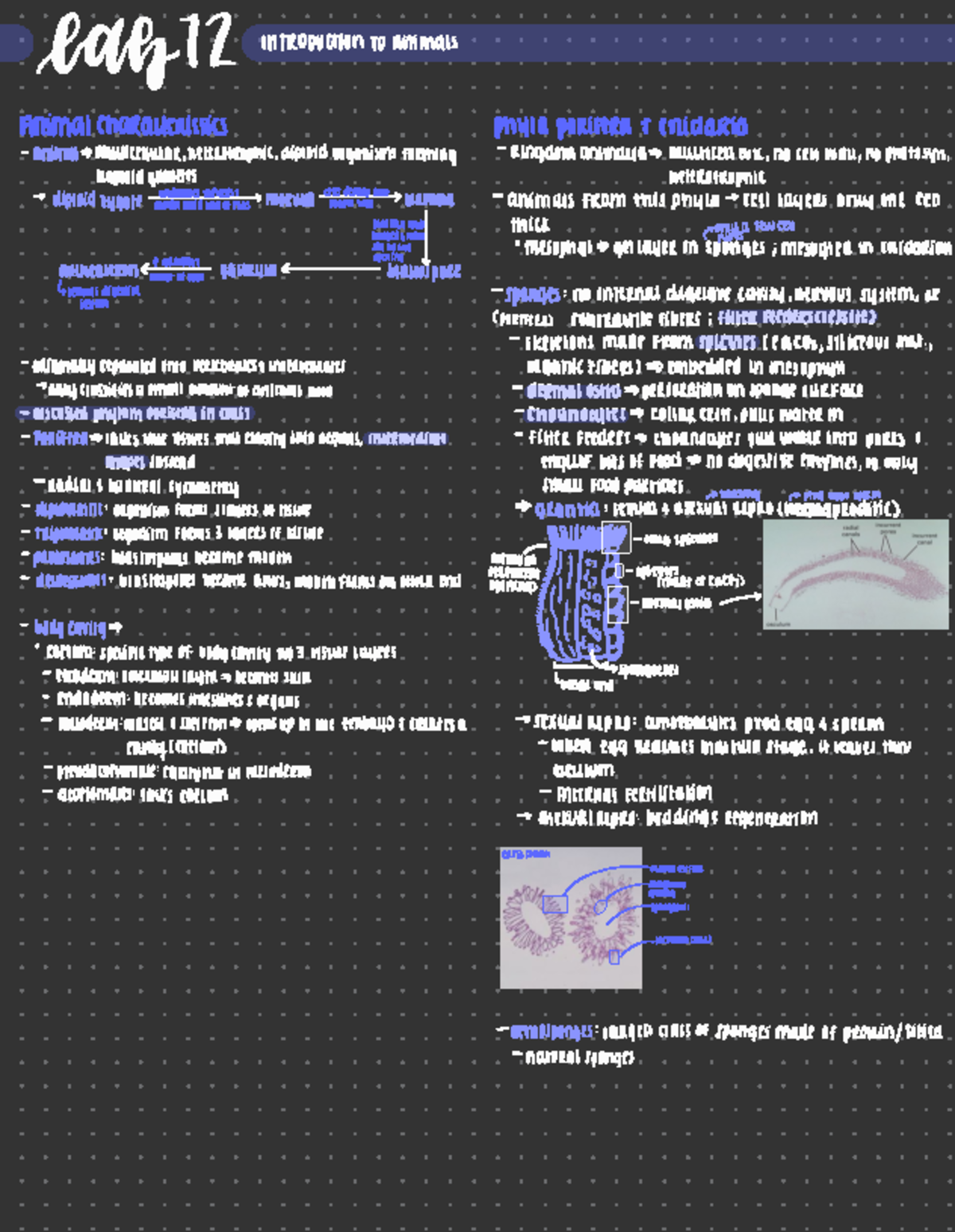 BIOL 112 Unit 1 - Detailed notes of Labs 12 and 13 with diagrams ...