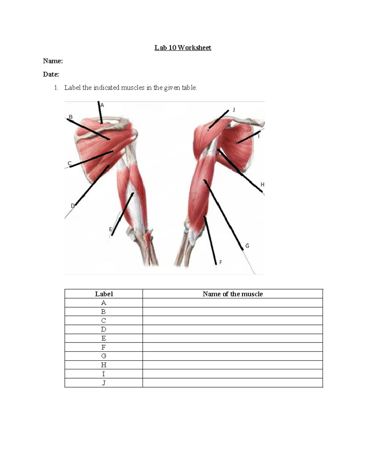 Lab 10 Worksheet: Muscle Identification and Labeling Exercise - BIOL ...