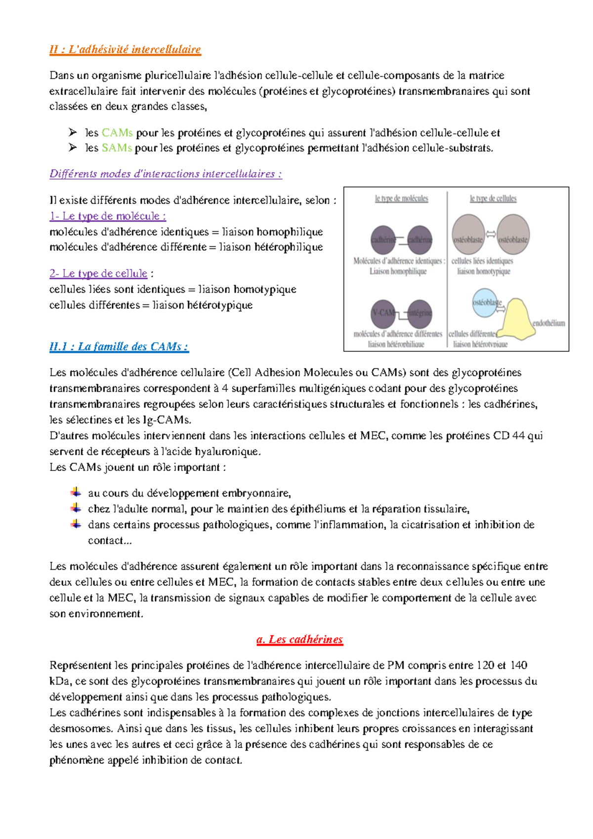 Cours 5L3 biomembranes - II : L'adhésivité intercellulaire Dans un ...