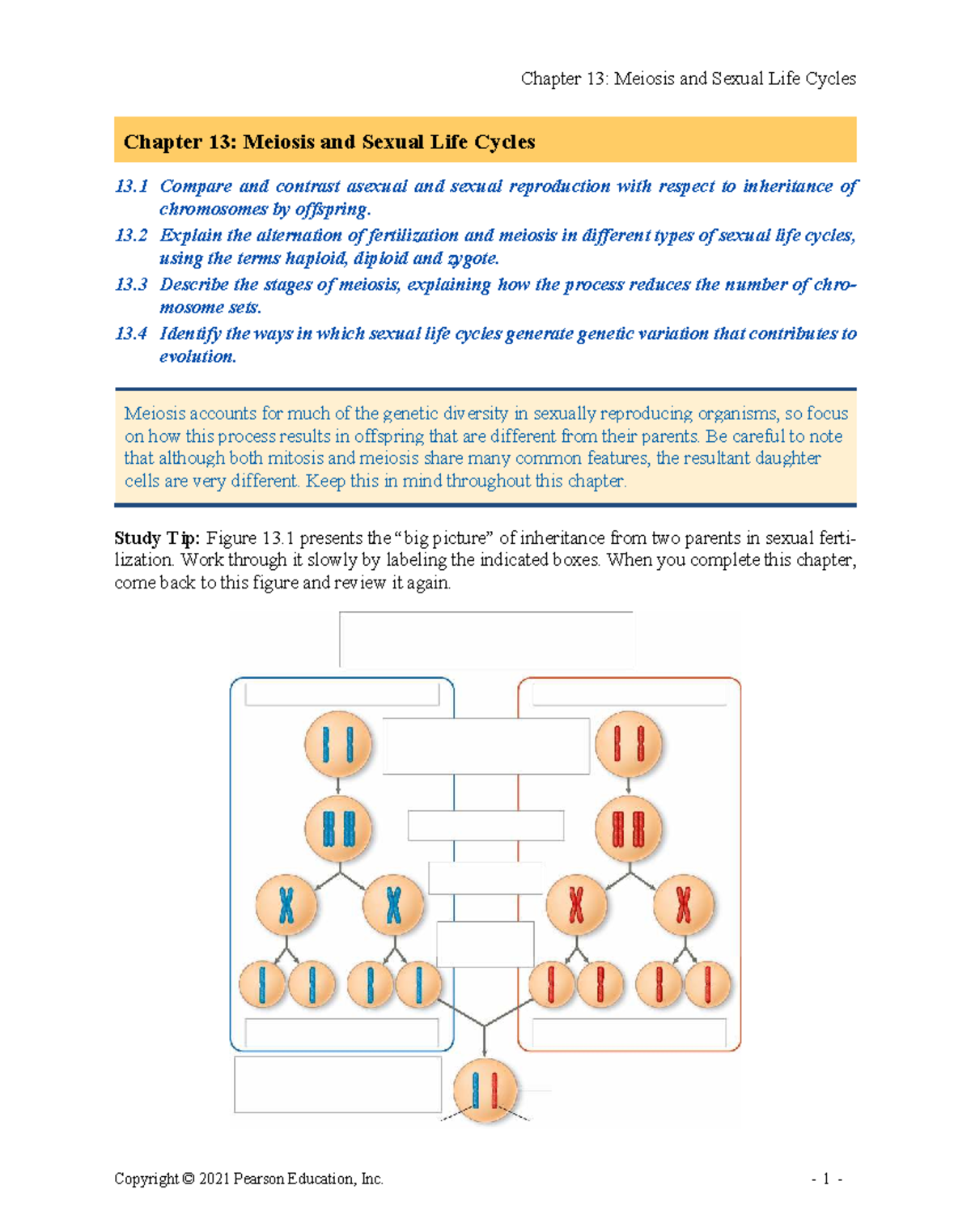 Ch13 Reading Guide: Meiosis & Sexual Life Cycles Overview - Studocu