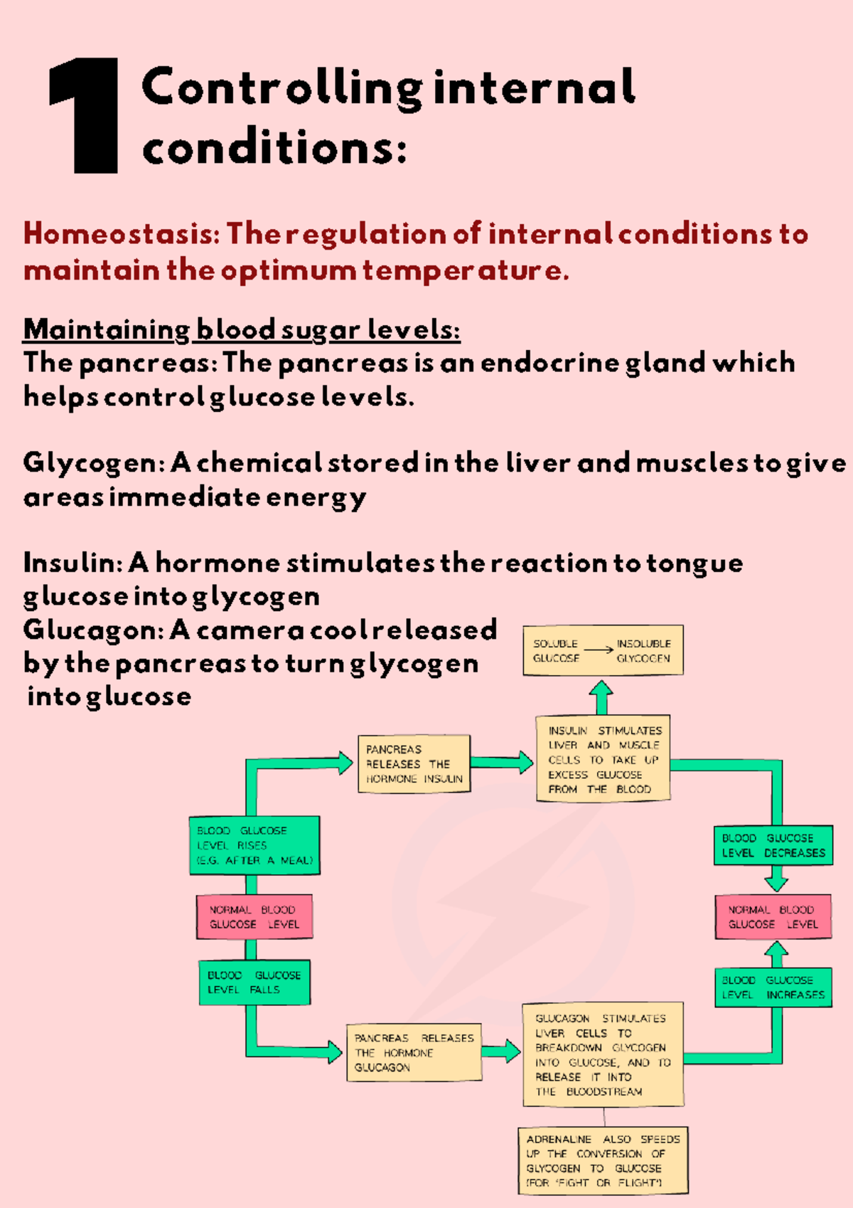 1. Homeostasis and Internal Environment Regulation: A Study Guide - Studocu