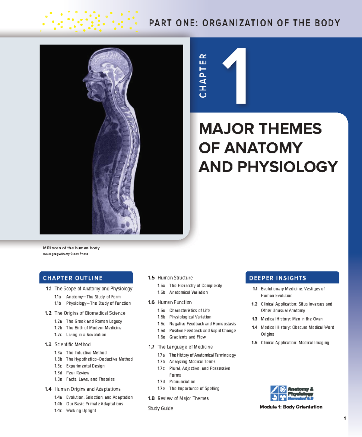 Anatomy and Physiology: Major Themes and Concepts (Chapter 1) - Studocu