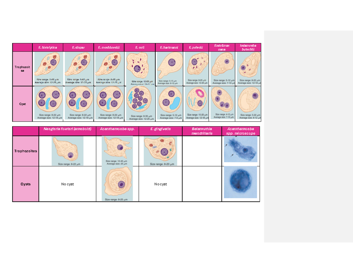 Parasitology 4: Amoeba Charts Summary and Key Differences - Studocu