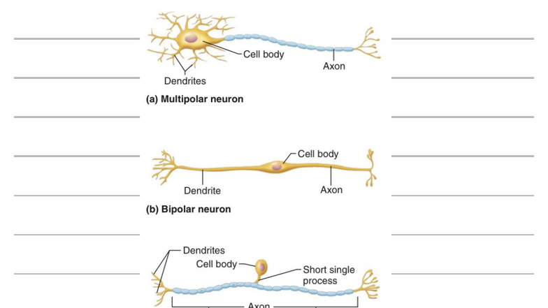 Structural Classification of Neurons: Types and Functions Overview - Structural classification ...