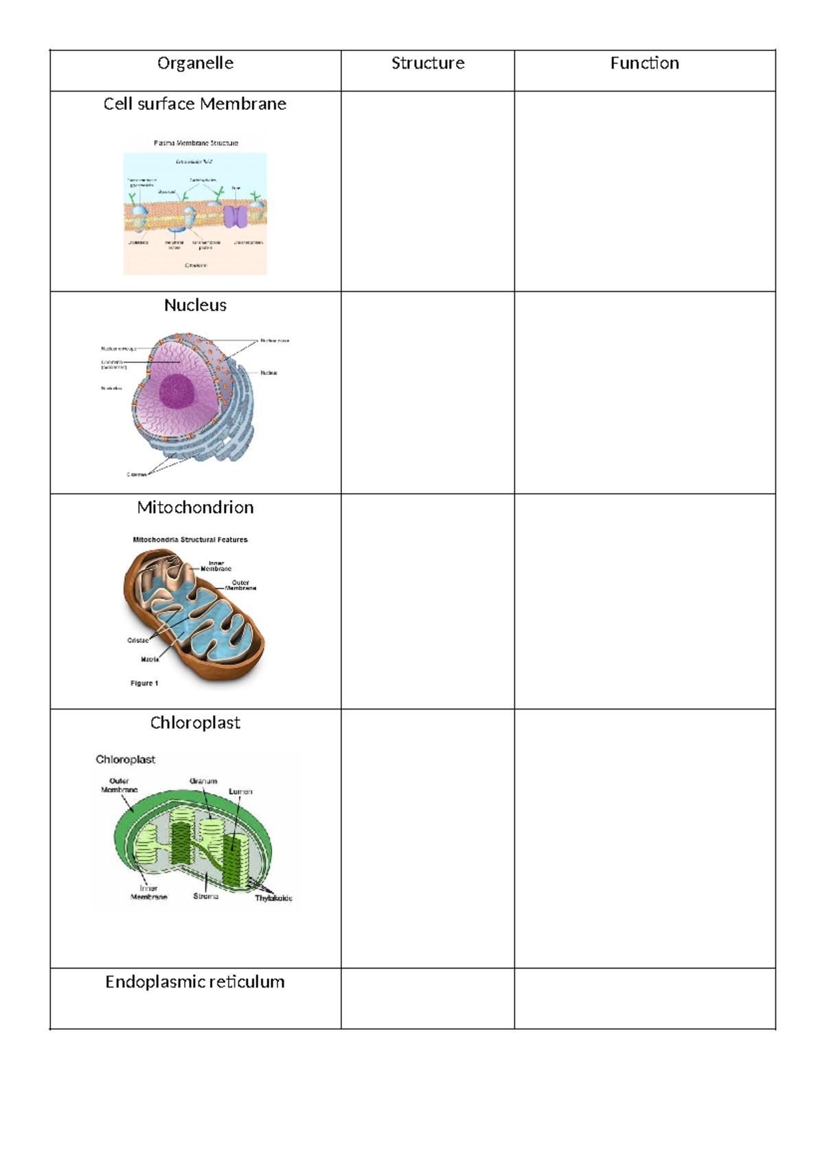Cell Organelle Grid - asdasdasdasd - PY5130 - Organelle Structure ...