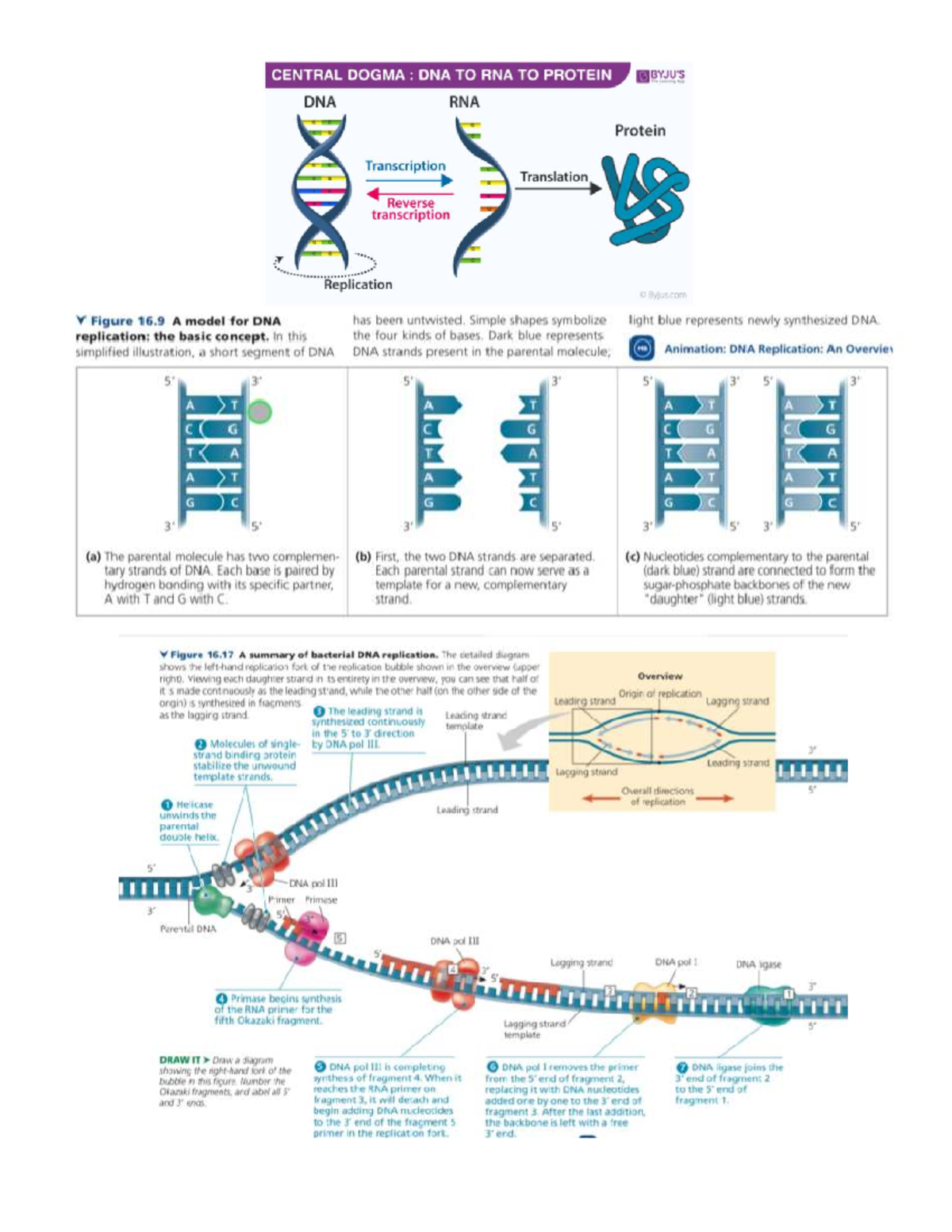 M3: Central Dogma of Molecular Biology - DNA, RNA, and Protein ...