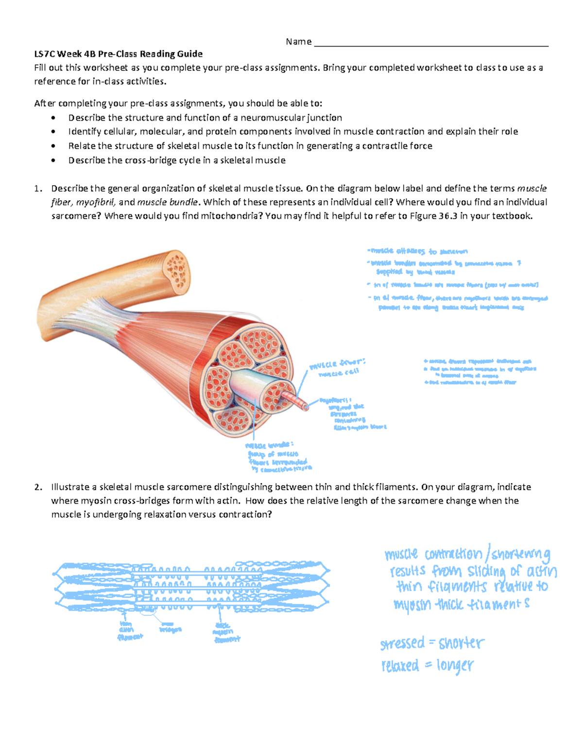 LS7C Week 4B Pre-Class Reading Guide on Skeletal Muscle Function - Studocu