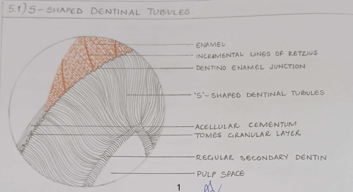 Dentin - practical notes - 5) DENTINAL TUBULES ENAMEL INCREMENTAL LINES ...