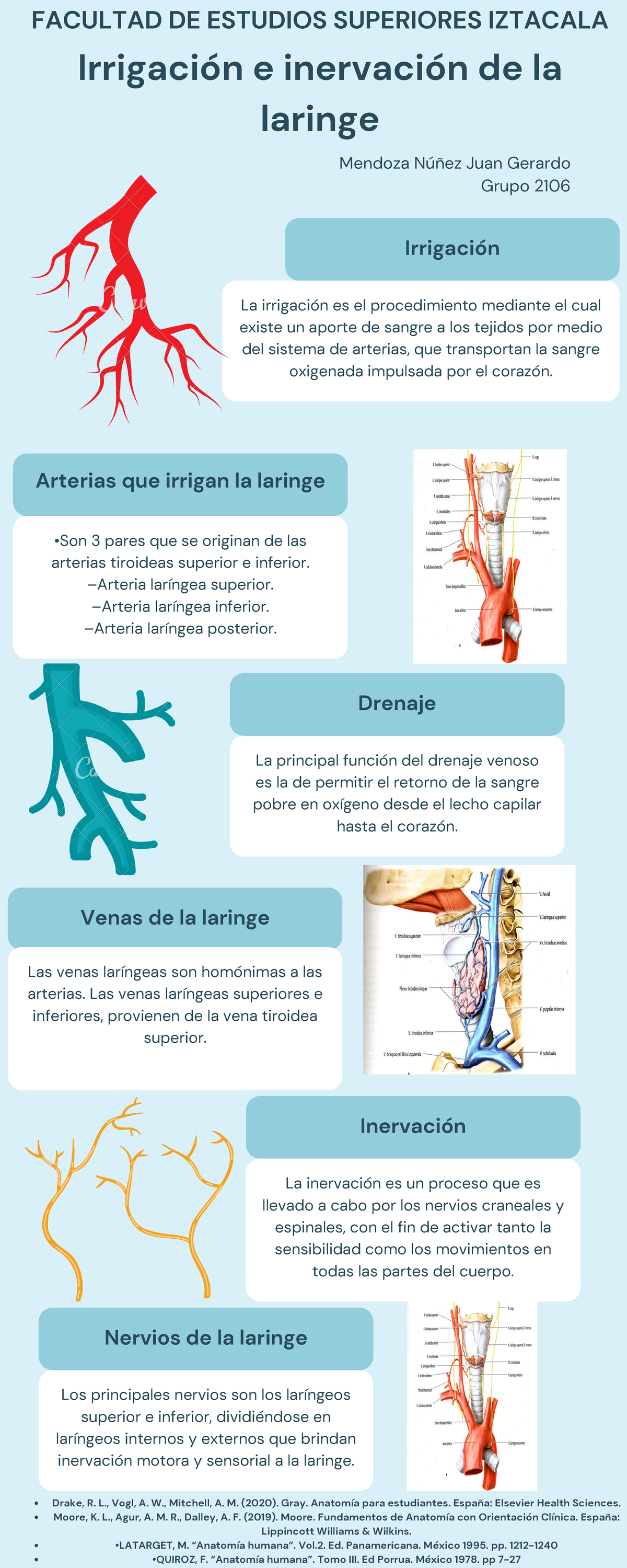 Irrigación e Inervación de la Laringe - Anatomía y Función (Grupo 2106 ...