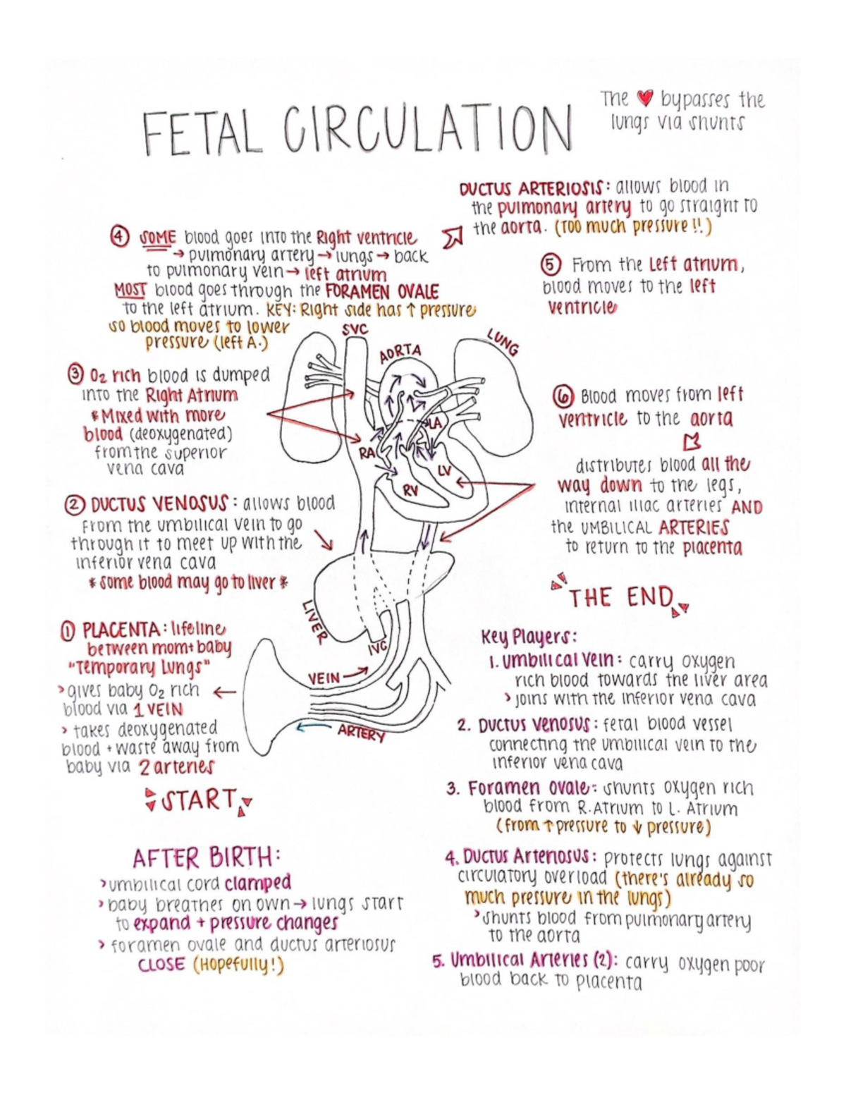 Maternity Bundle - Fetal Circulation Overview and Key Concepts - Studocu