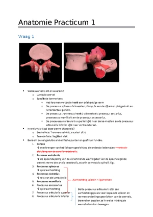 Anatomie Practicum 1 - De processus transversus heeft 3 uitsteeksels ...
