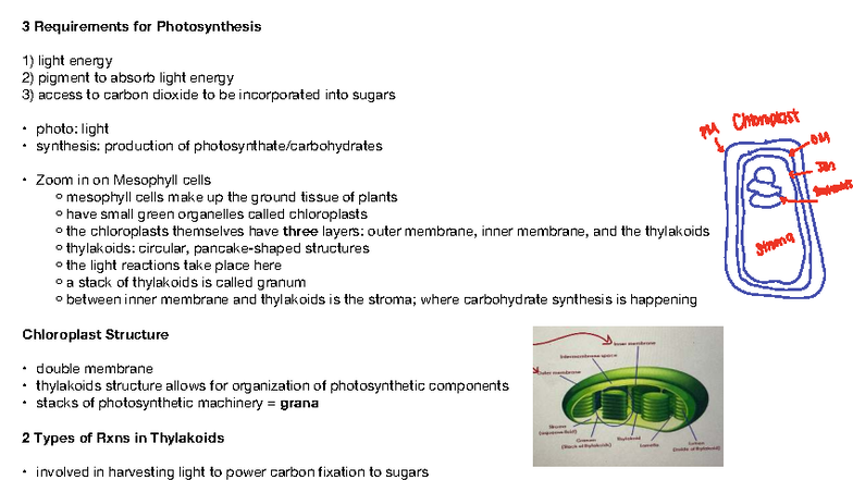Photosynthesis Overview: Key Requirements and Processes - Studocu