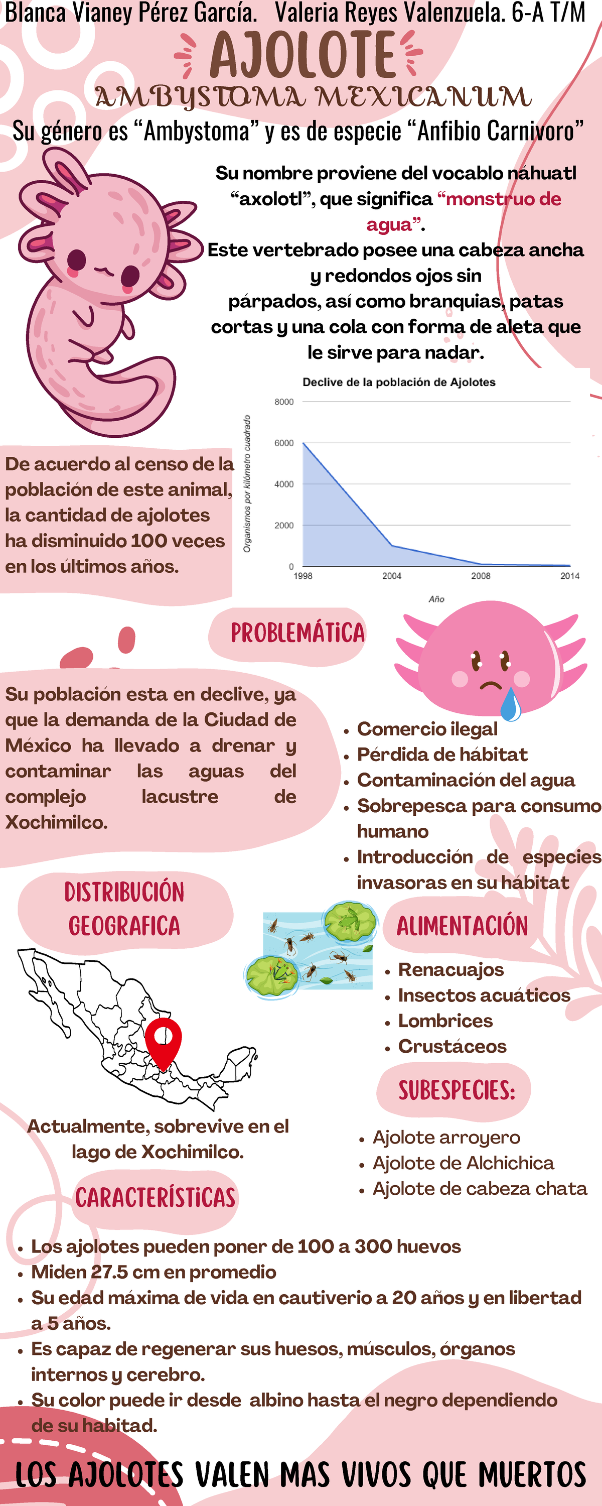 718572993 Infografía sobre el Ajolote y su Conservación - Studocu