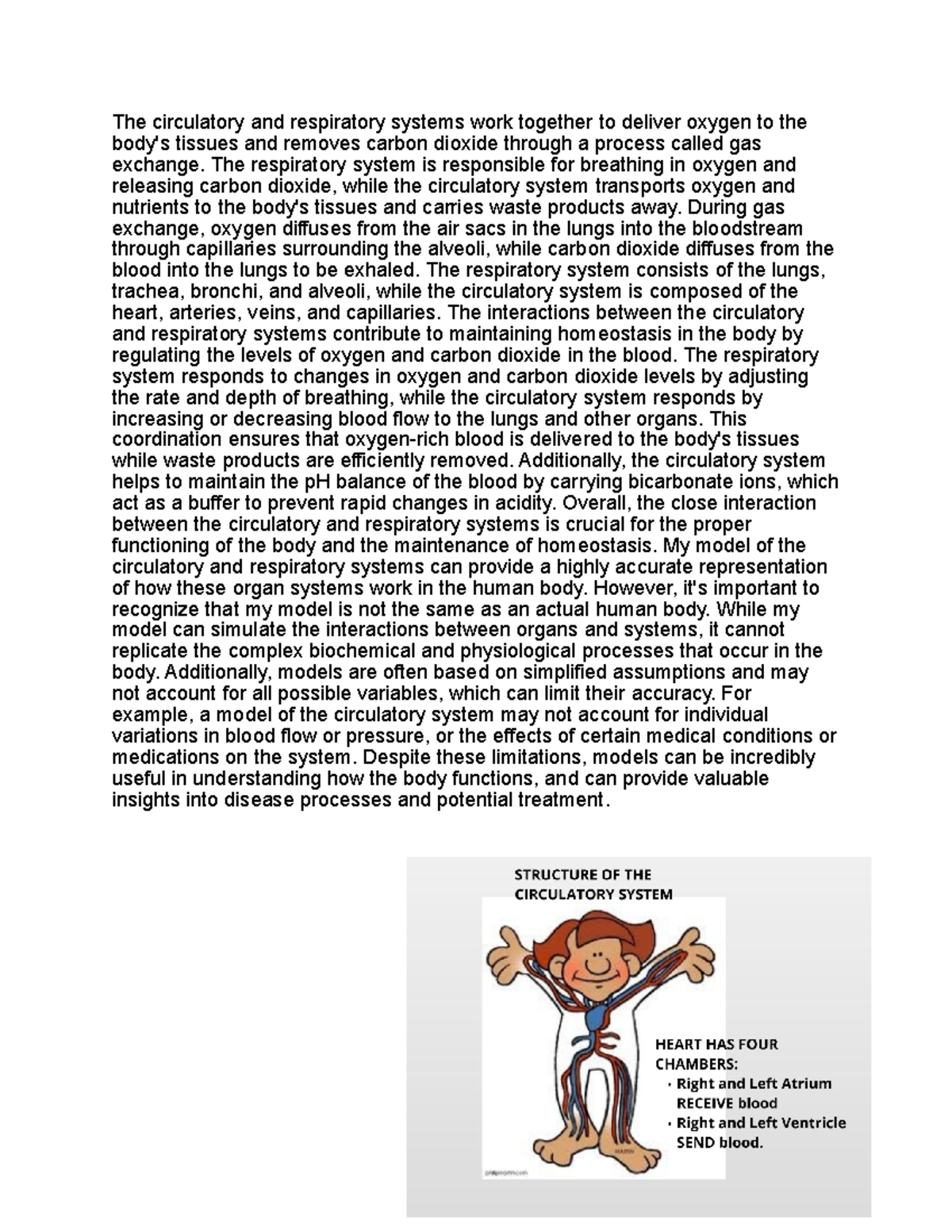 Circulatory & Respiratory Systems Interaction Model Project - Studocu