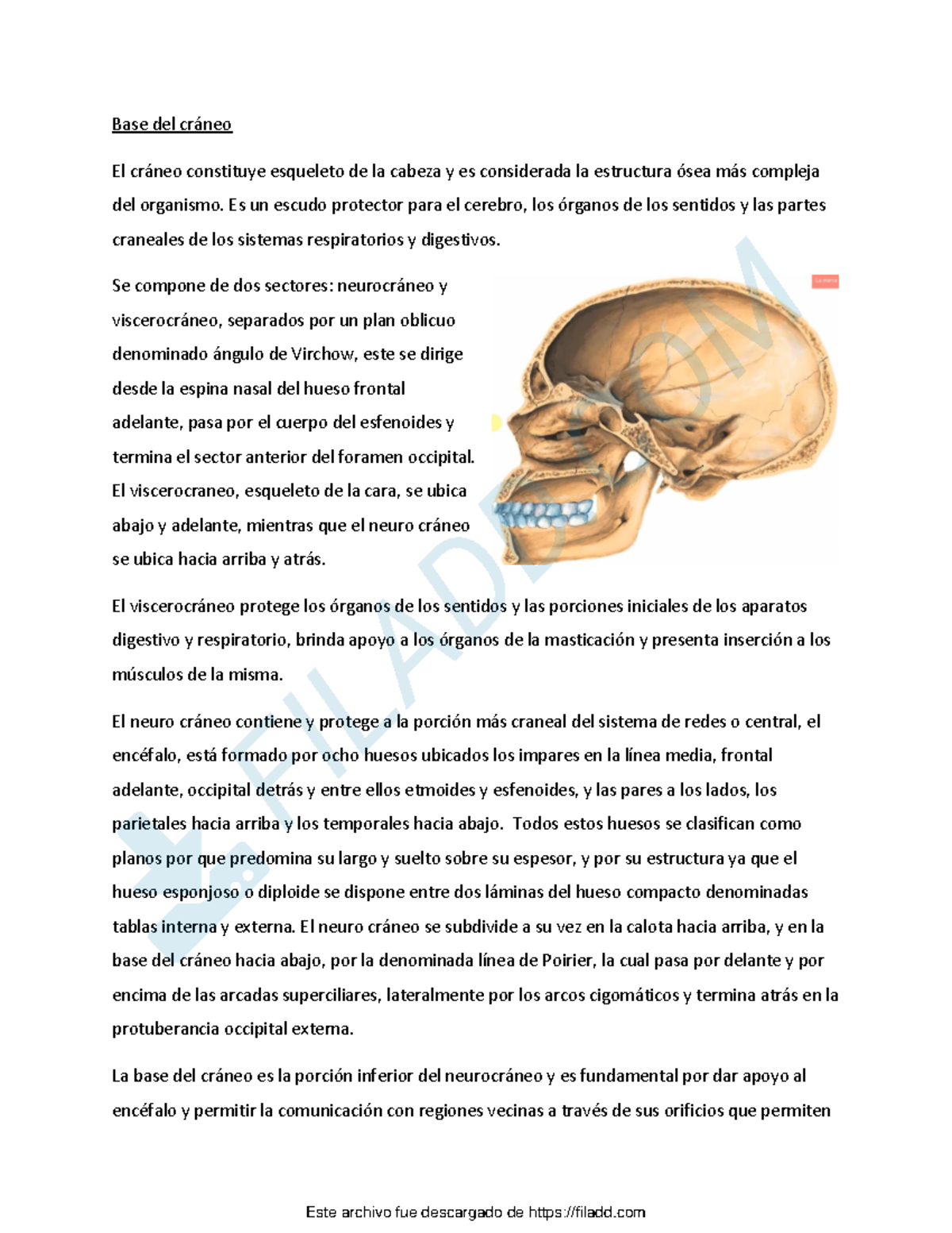 Base del Cráneo: Estructura y Funciones - Anatomía del Neurocráneo ...