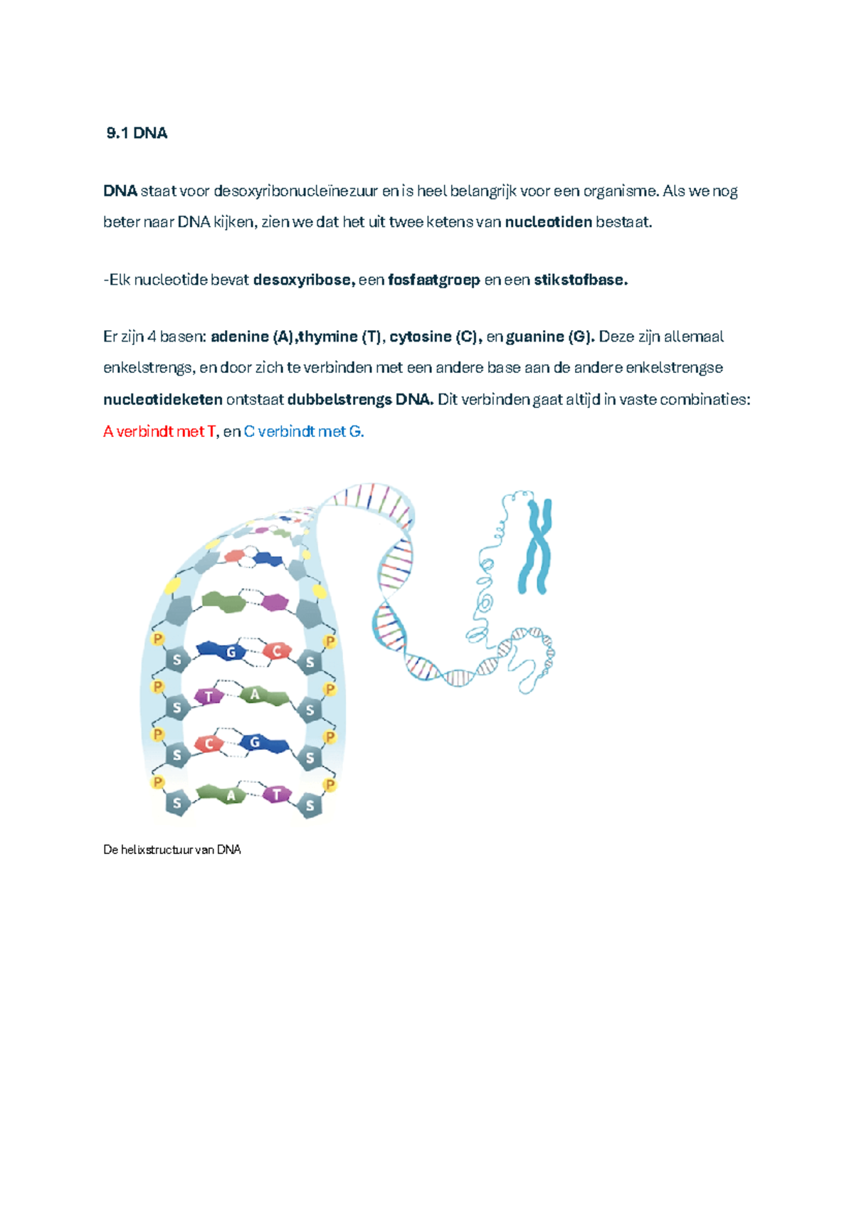 H9.1 DNA Samenvatting: Structuur en Functie van DNA - Studeersnel