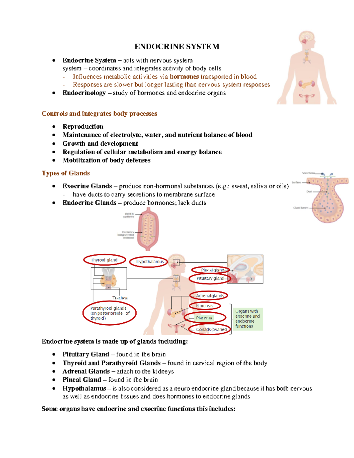 LEC 14 Endocrine System Study Guide and Key Concepts - Studocu